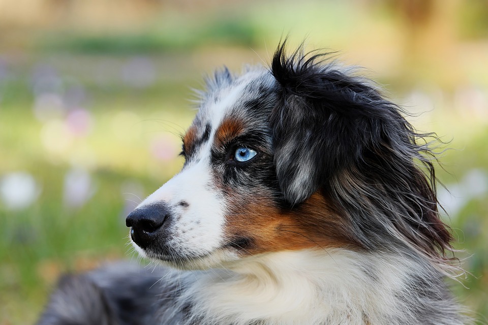 Les 10 Chiens Les Plus Intelligents Animalaxy Les 10 Chiens Les Plus Intelligents Animalaxy