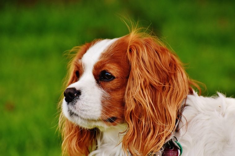 Top 10 Des Races De Chiens Les Plus Calmes Top 10 Des Races De Chiens Les Plus Calmes
