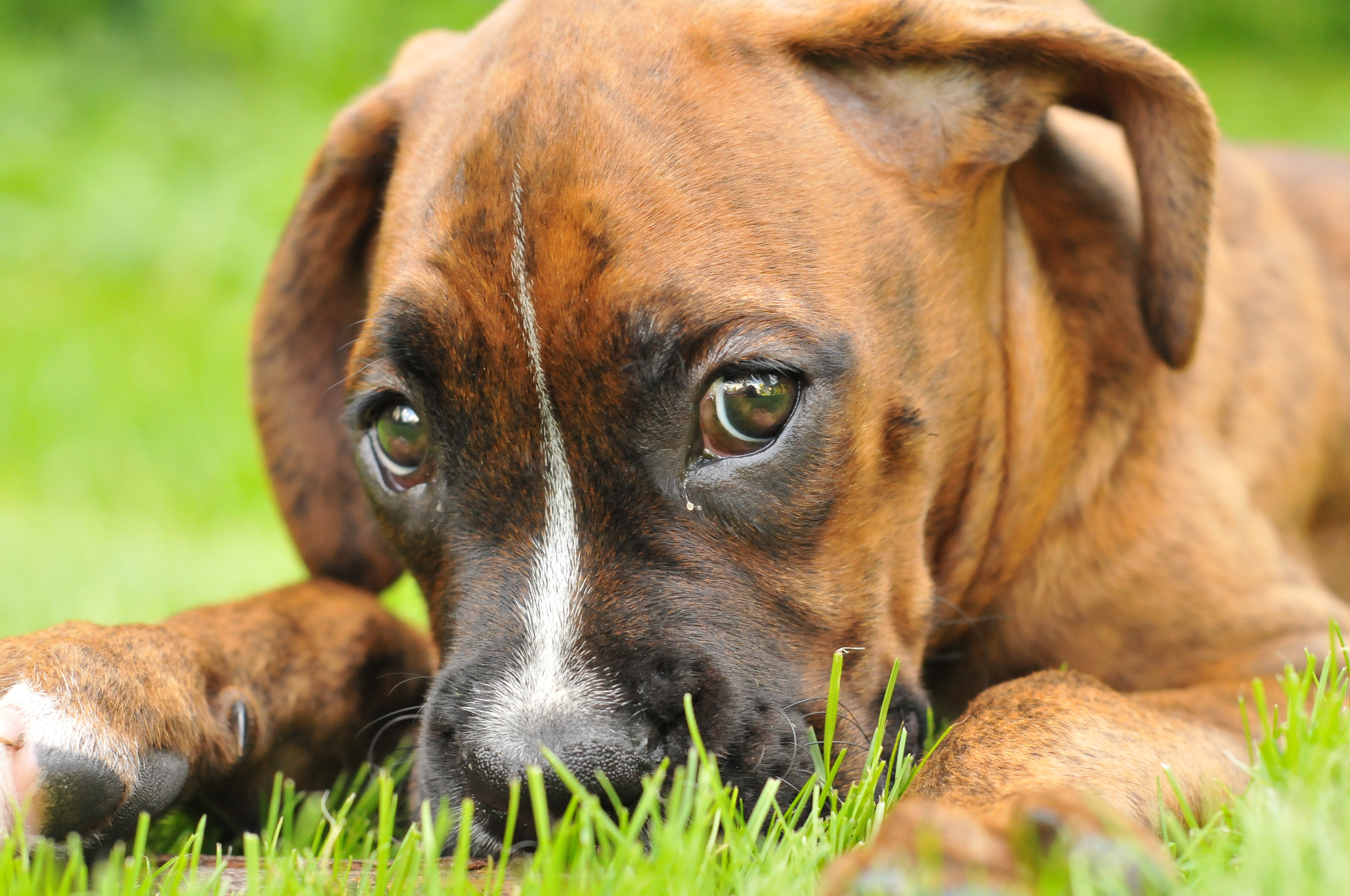 Top 6 Des Races De Chiens Les Plus Gentilles Top 6 Des Races De Chiens Les Plus Gentilles